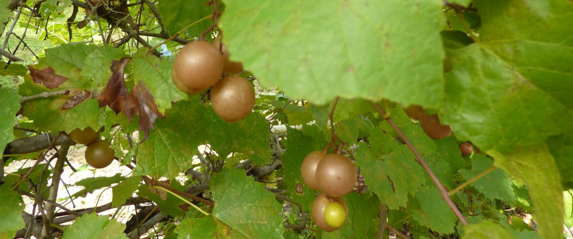 Grapes Grown in Central Florida Wineries